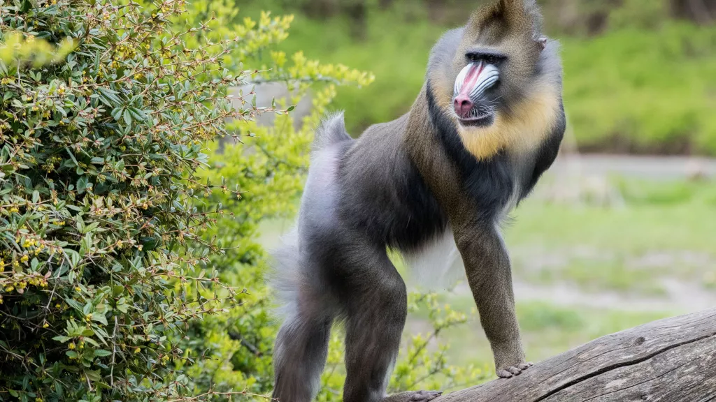 Mandrill - Serengeti Park