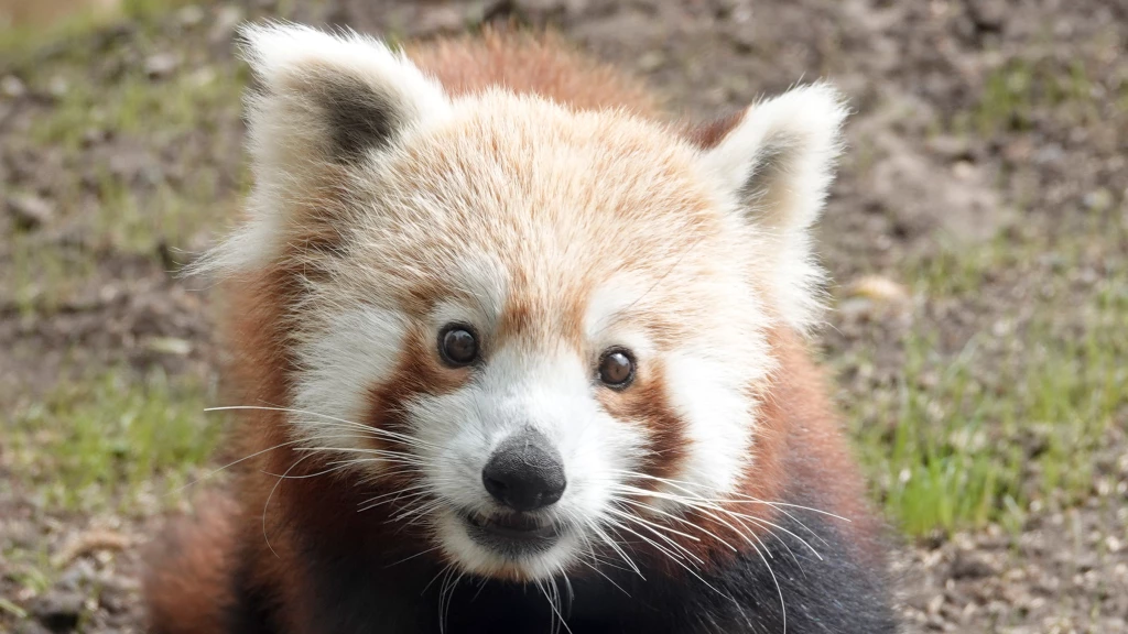 Roter Panda - Serengeti Park