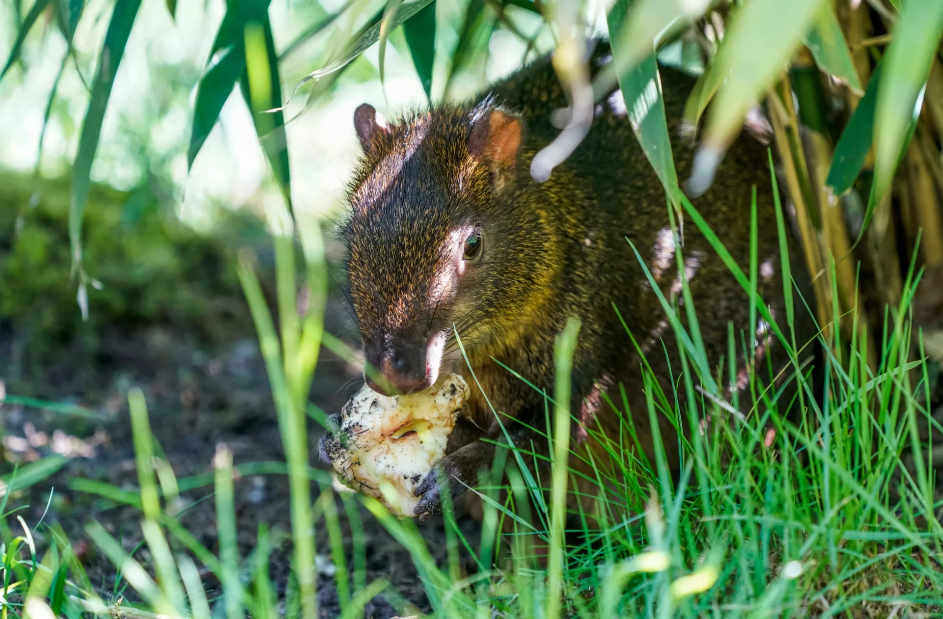 Aguti - Serengeti Park