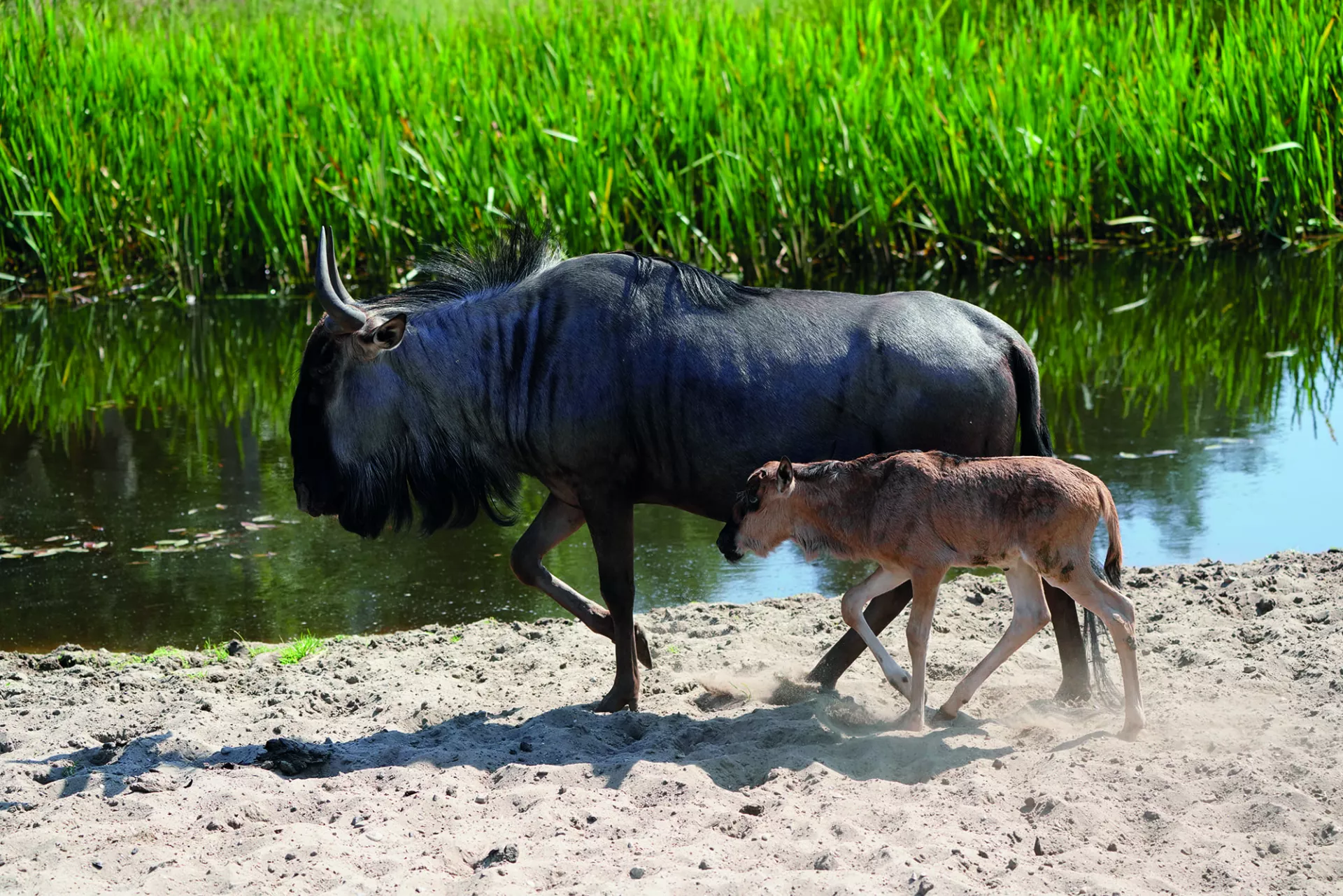 Streifengnu - Serengeti Park